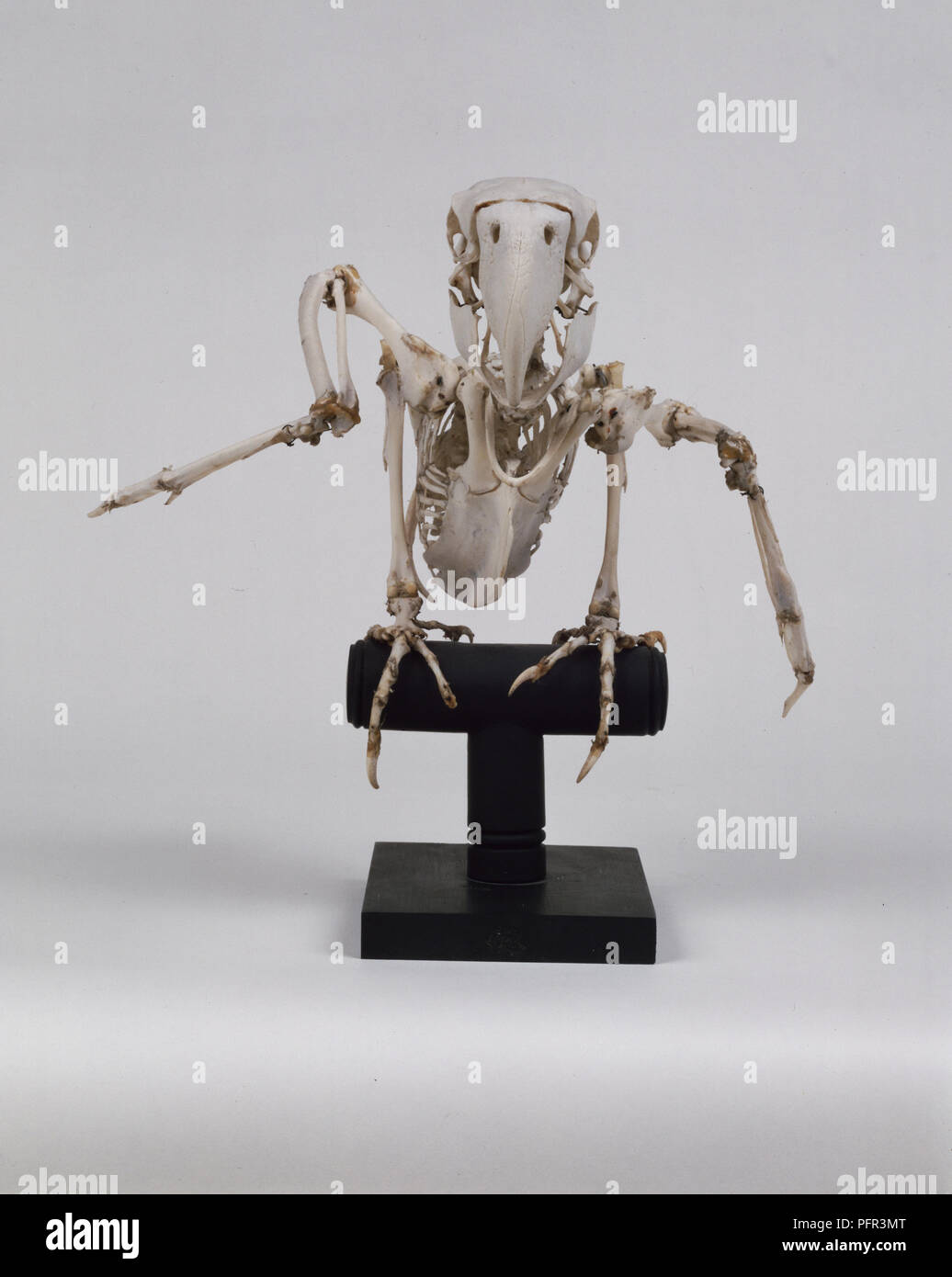Winged Skeleton Stock Photos & Winged Skeleton Stock Images - Alamy