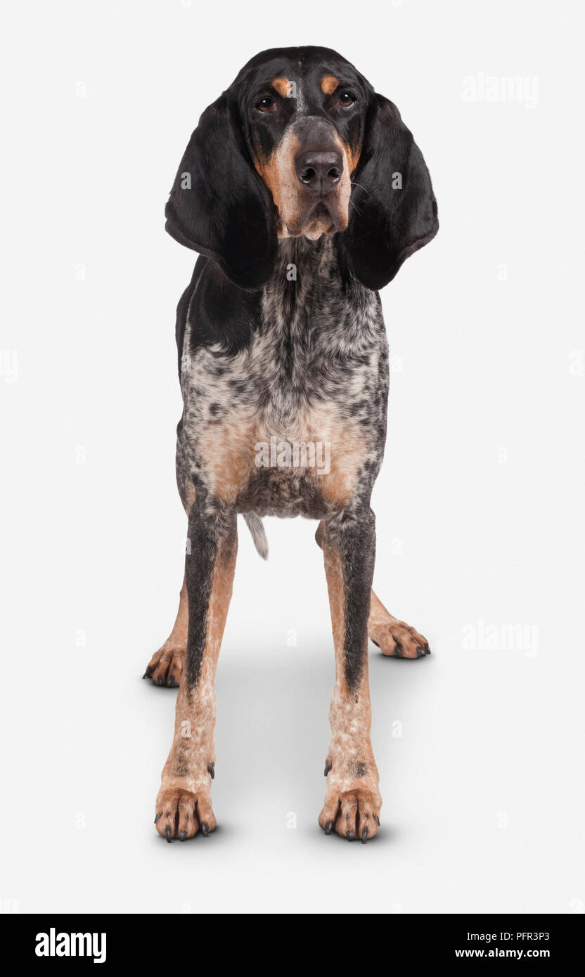 Grande Bleu de Gascogne dog, 8-year-old male Stock Photo - Alamy