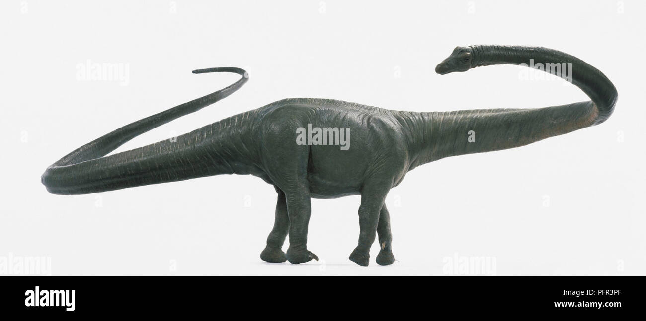 Model of Barosaurus dinosaur Stock Photo - Alamy
