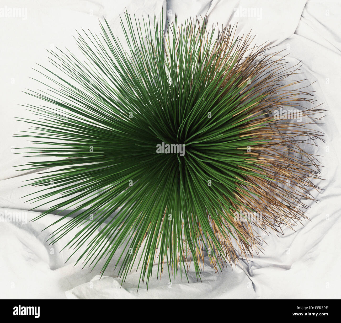 Agave stricta hi-res stock photography and images - Alamy