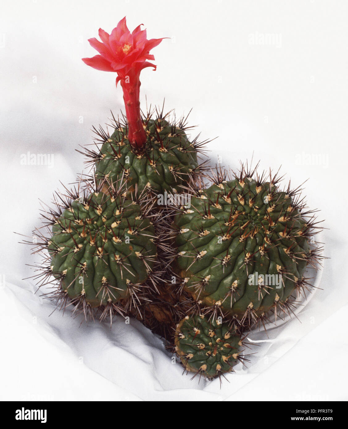 Matucana ritteri cactus with single red flower Stock Photo - Alamy