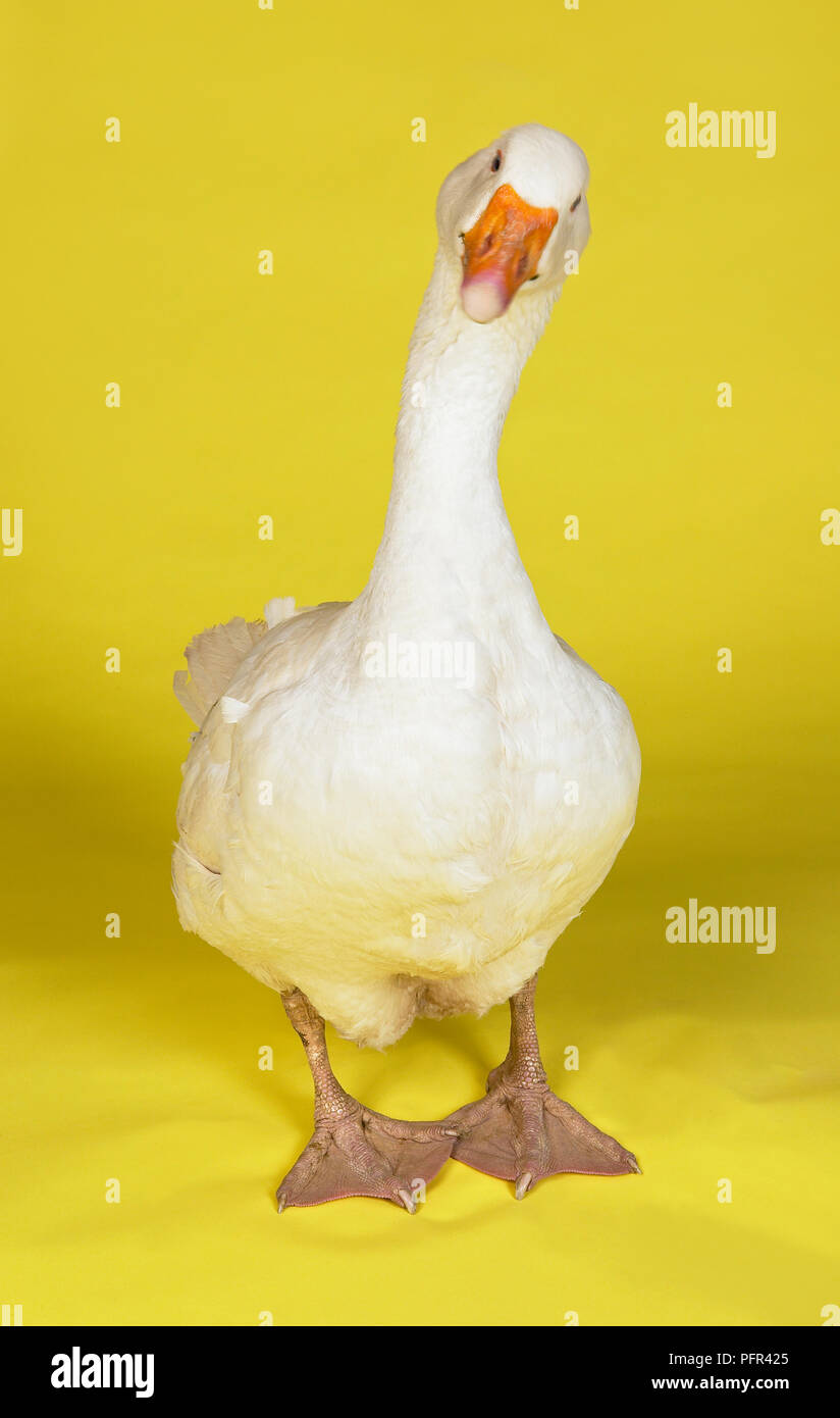 Goose on bright yellow background Stock Photo - Alamy