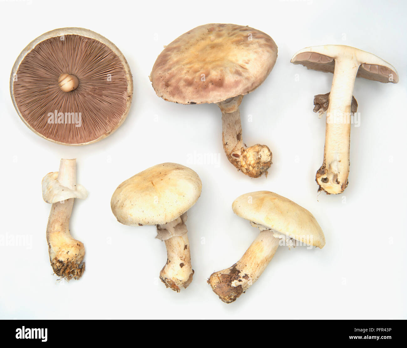Examples of Agaricus silvicola (Wood Mushroom Stock Photo - Alamy