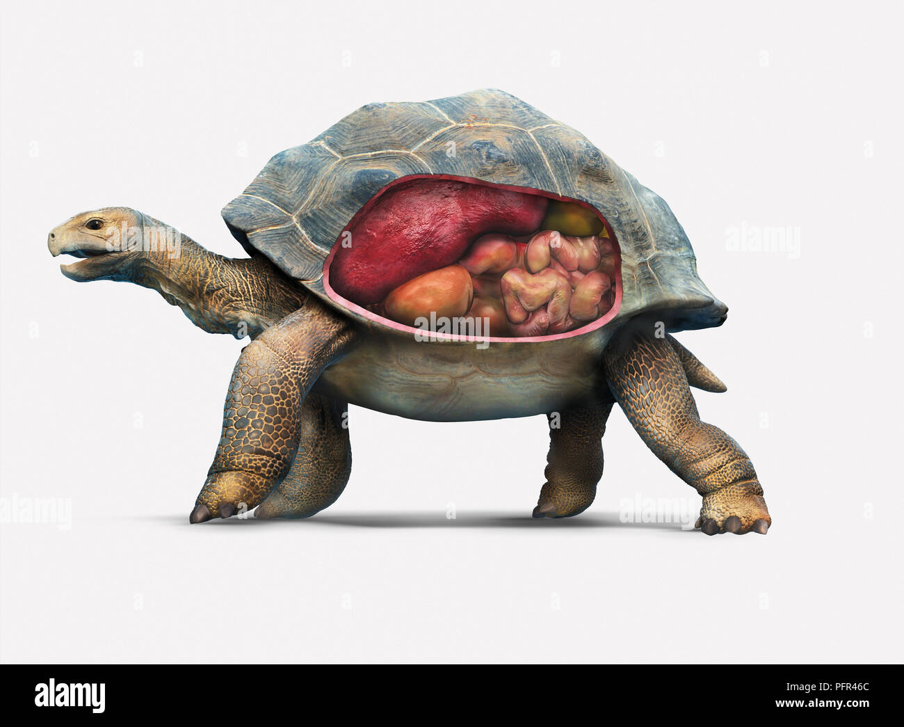 Tortoise Internal Anatomy