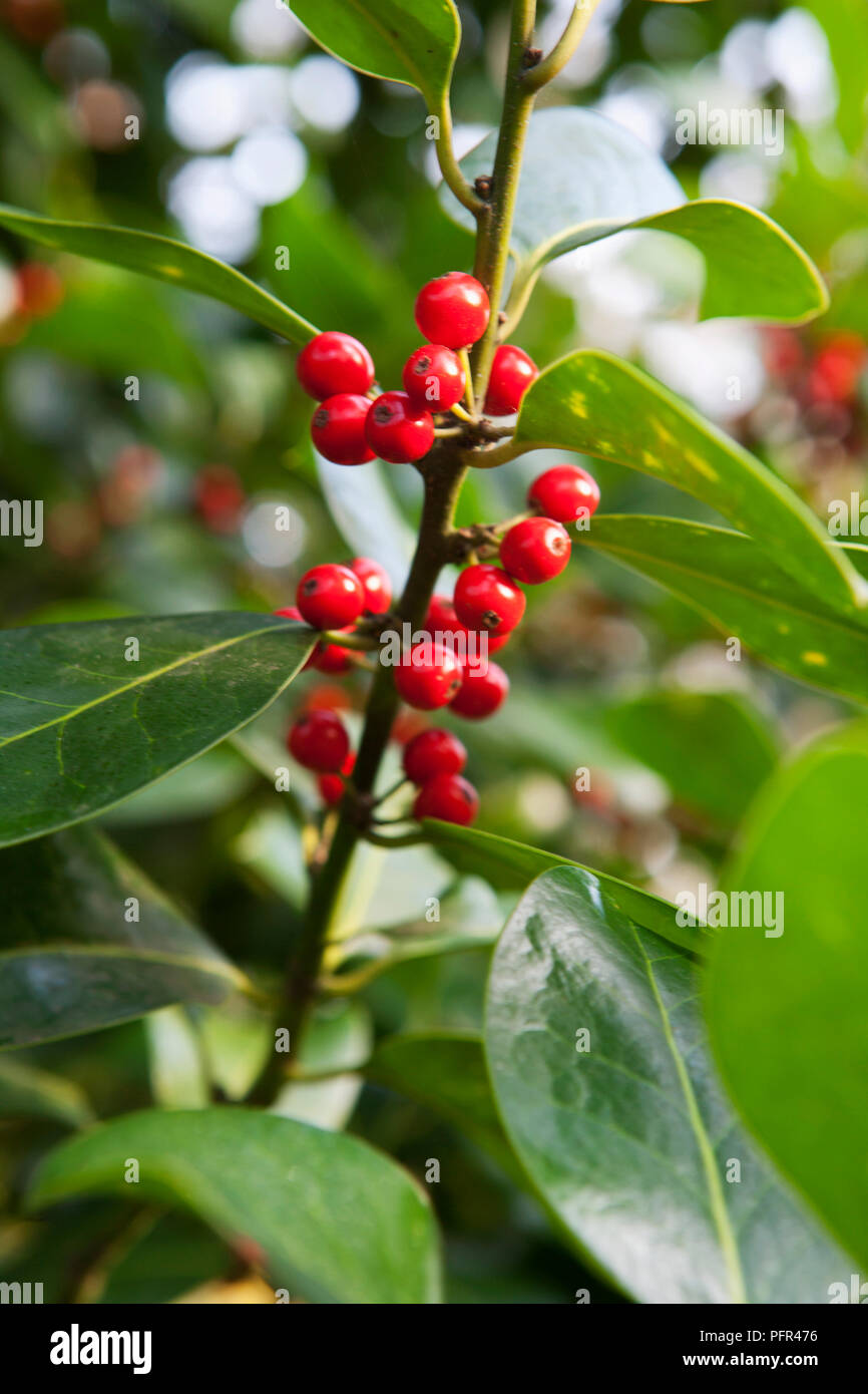Ilex x altaclerensis 'Wilsonii' (Wilson Holly Stock Photo - Alamy