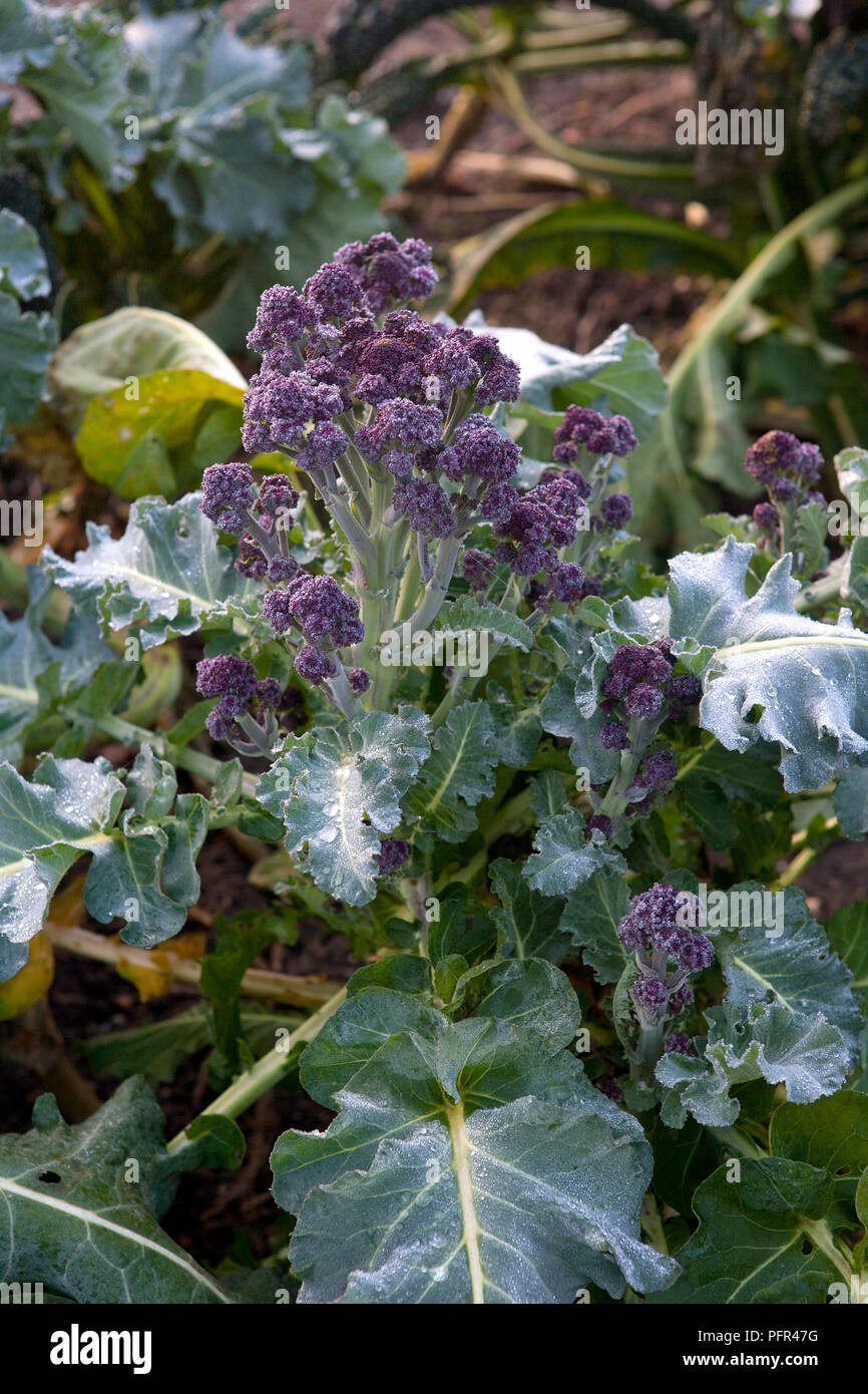 Purple sprouting broccoli plant hi-res stock photography and images - Alamy