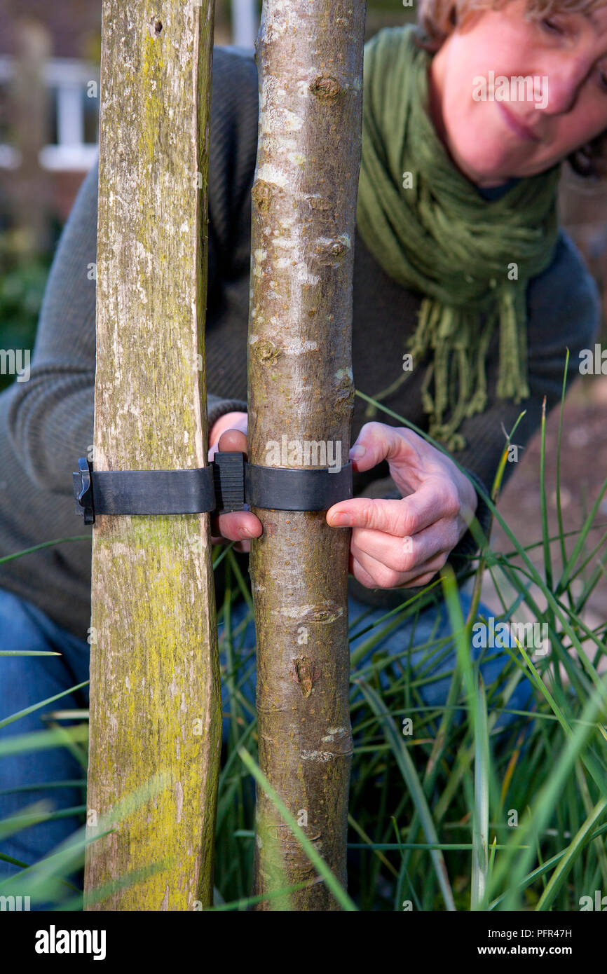 Tree ties uk hi-res stock photography and images - Alamy