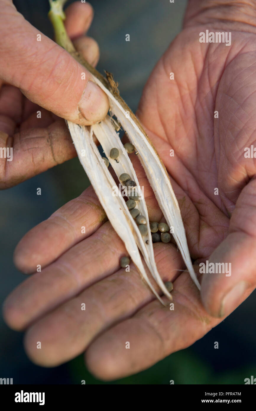 Collecting seeds hi-res stock photography and images - Alamy