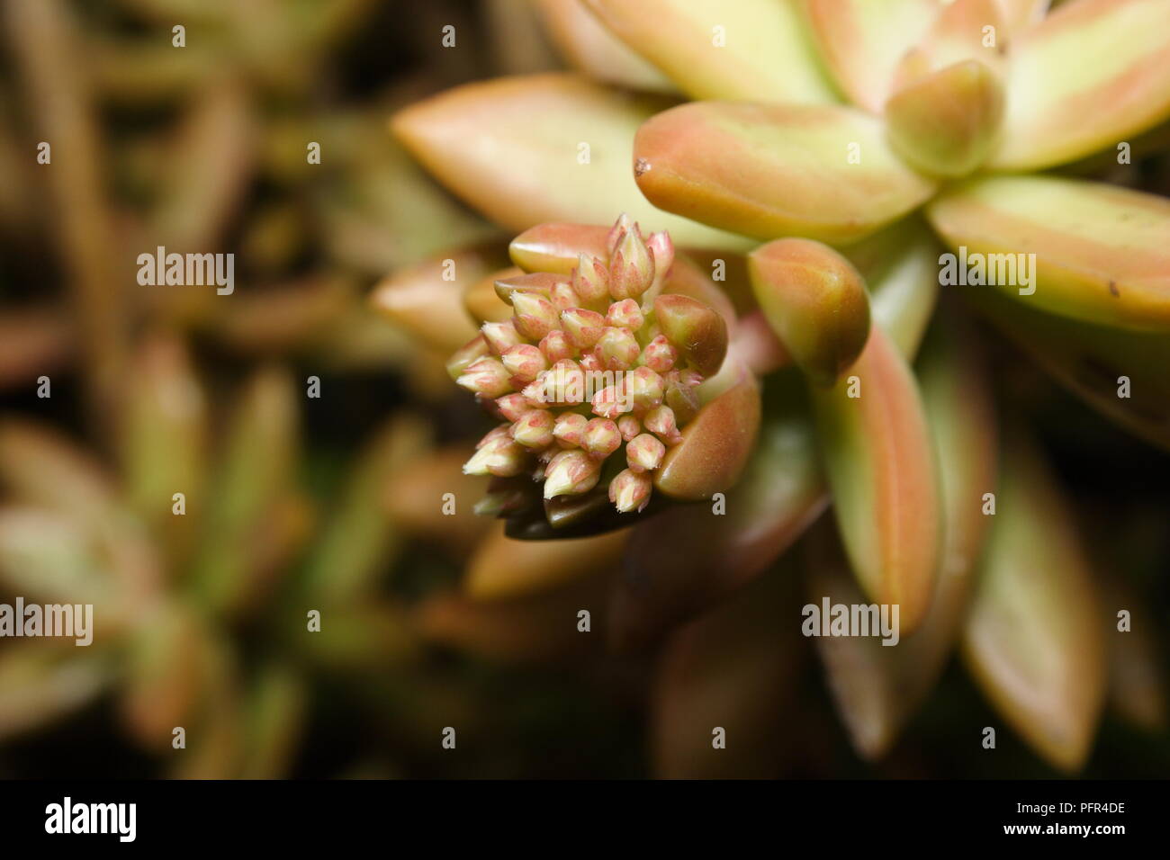 Flowering Sedum High Resolution Stock Photography and Images - Alamy