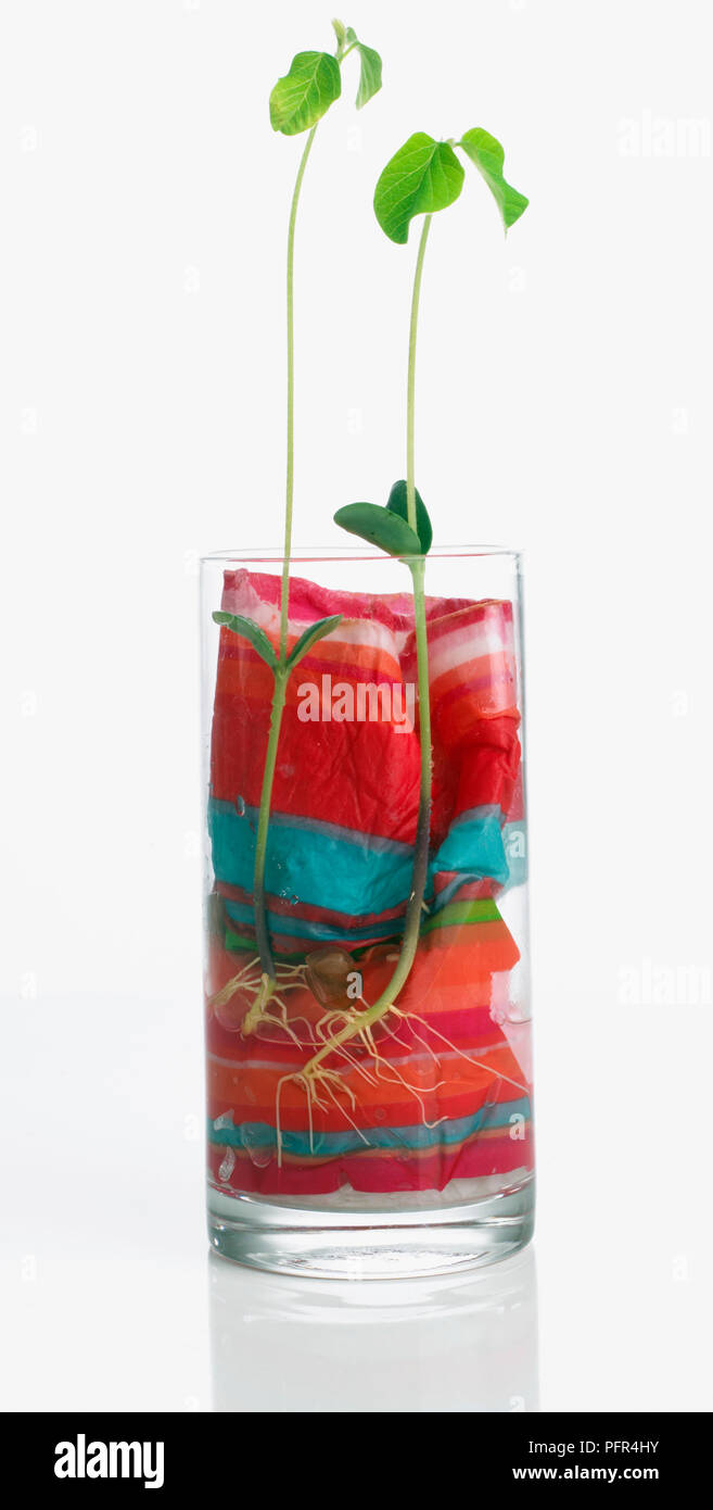 Germination glass hi-res stock photography and images - Alamy