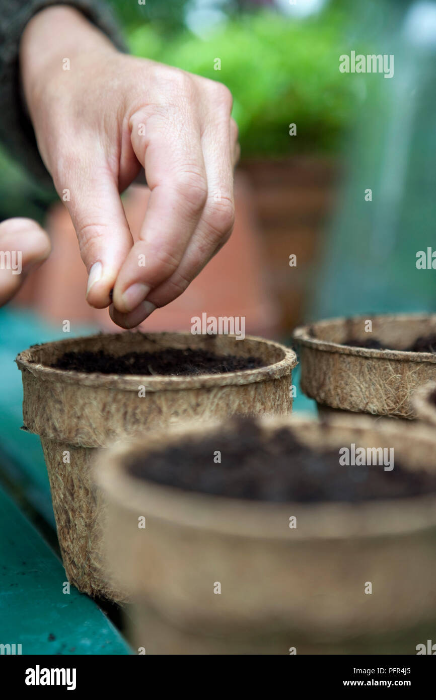 Sowing spring onion seeds in biodegradable pots, Spring Onion 'White ...