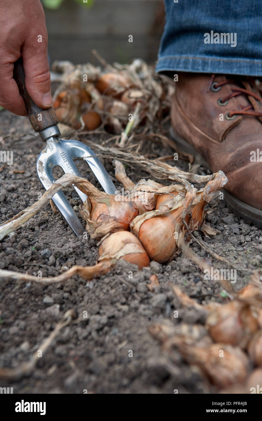 Harvesting banana shallots, close-up Stock Photo - Alamy