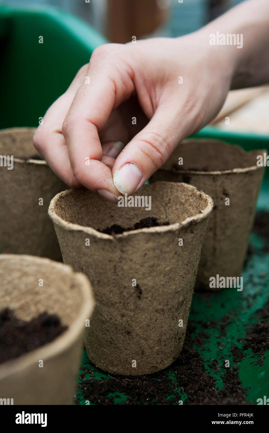 Sowing chilli pepper seedlings in biodegradable pots, Chilli Pepper ...