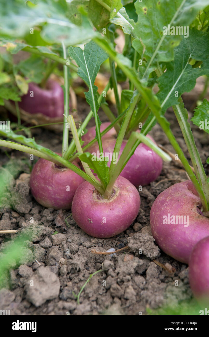 Turnip atlantic hi-res stock photography and images - Alamy