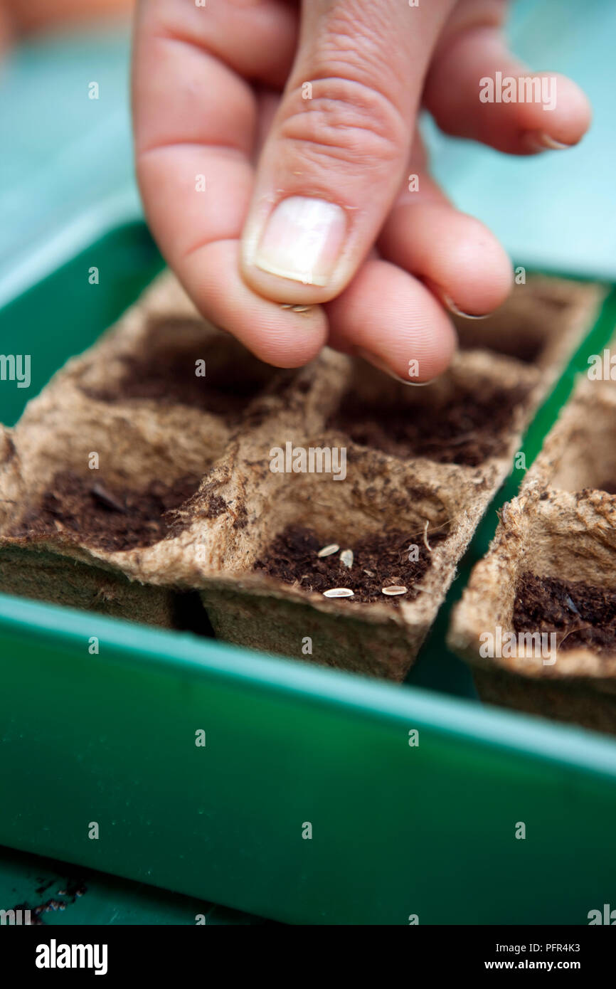 Sowing seed tray hi-res stock photography and images - Alamy