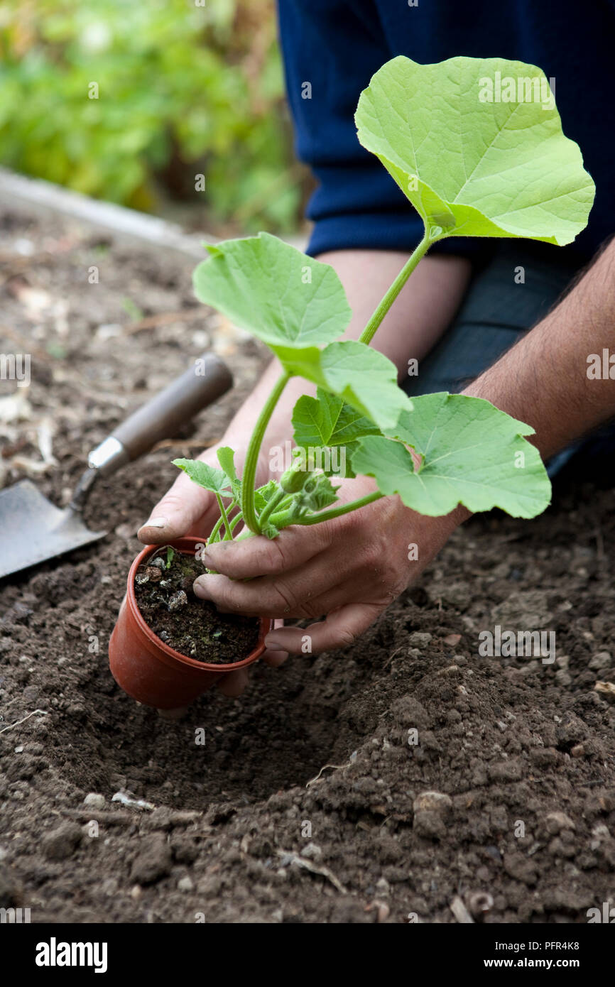 Planting out winter squash 'Turk's Turban', close-up Stock Photo - Alamy