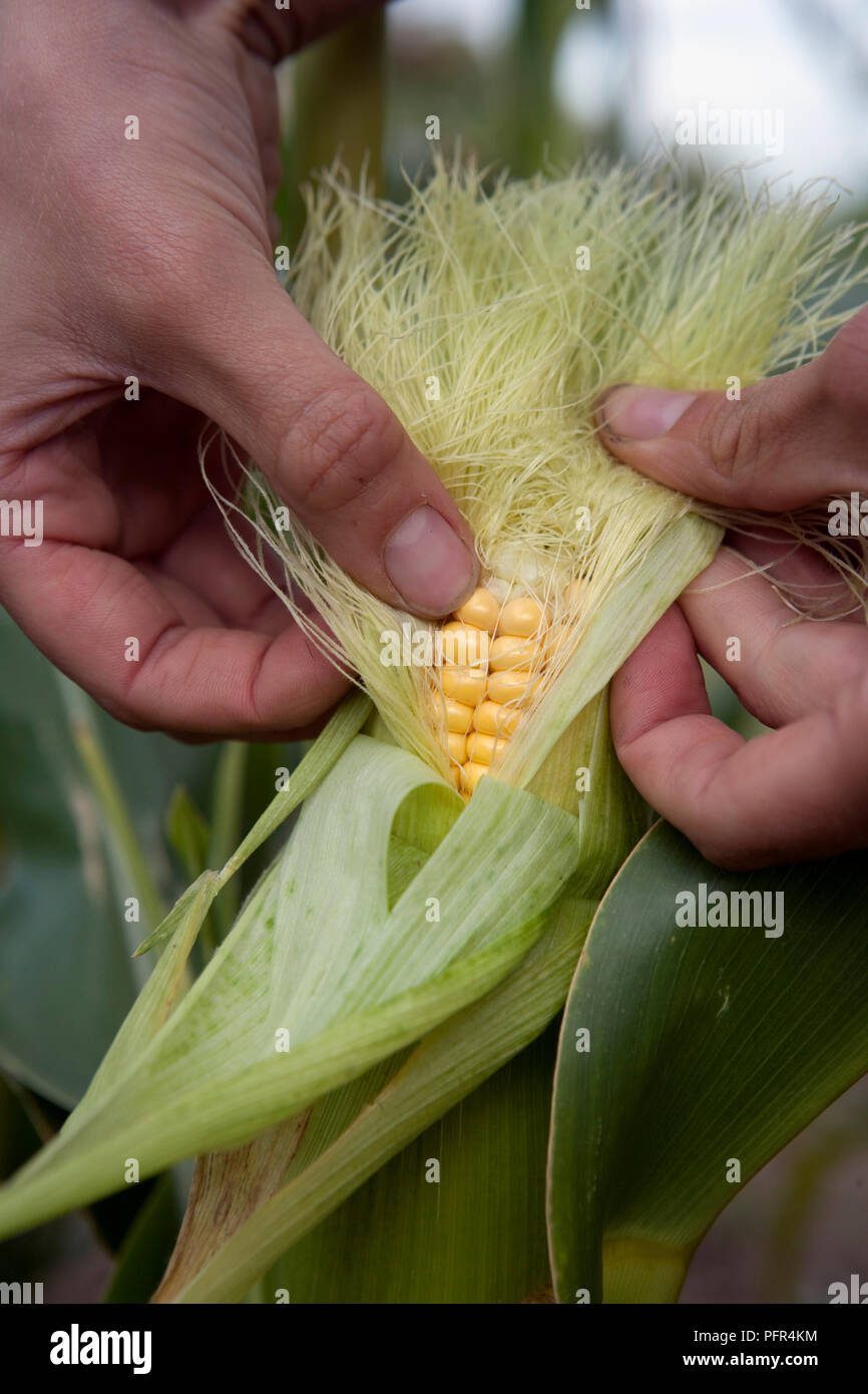 Hand checking sweetcorn kernels, Sweetcorn 'Northern Extra Sweet ...