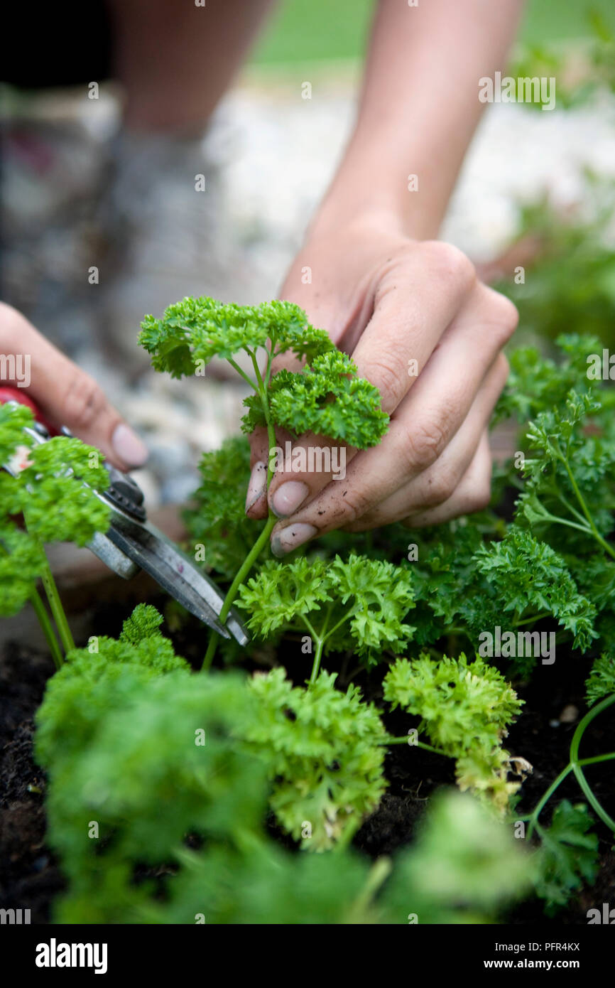 Harvesting Parsley High Resolution Stock Photography and Images - Alamy