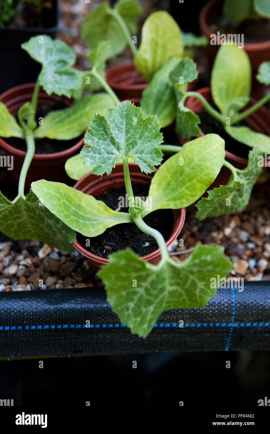 Courgette 'Parador', young plants in pots, close-up Stock Photo - Alamy