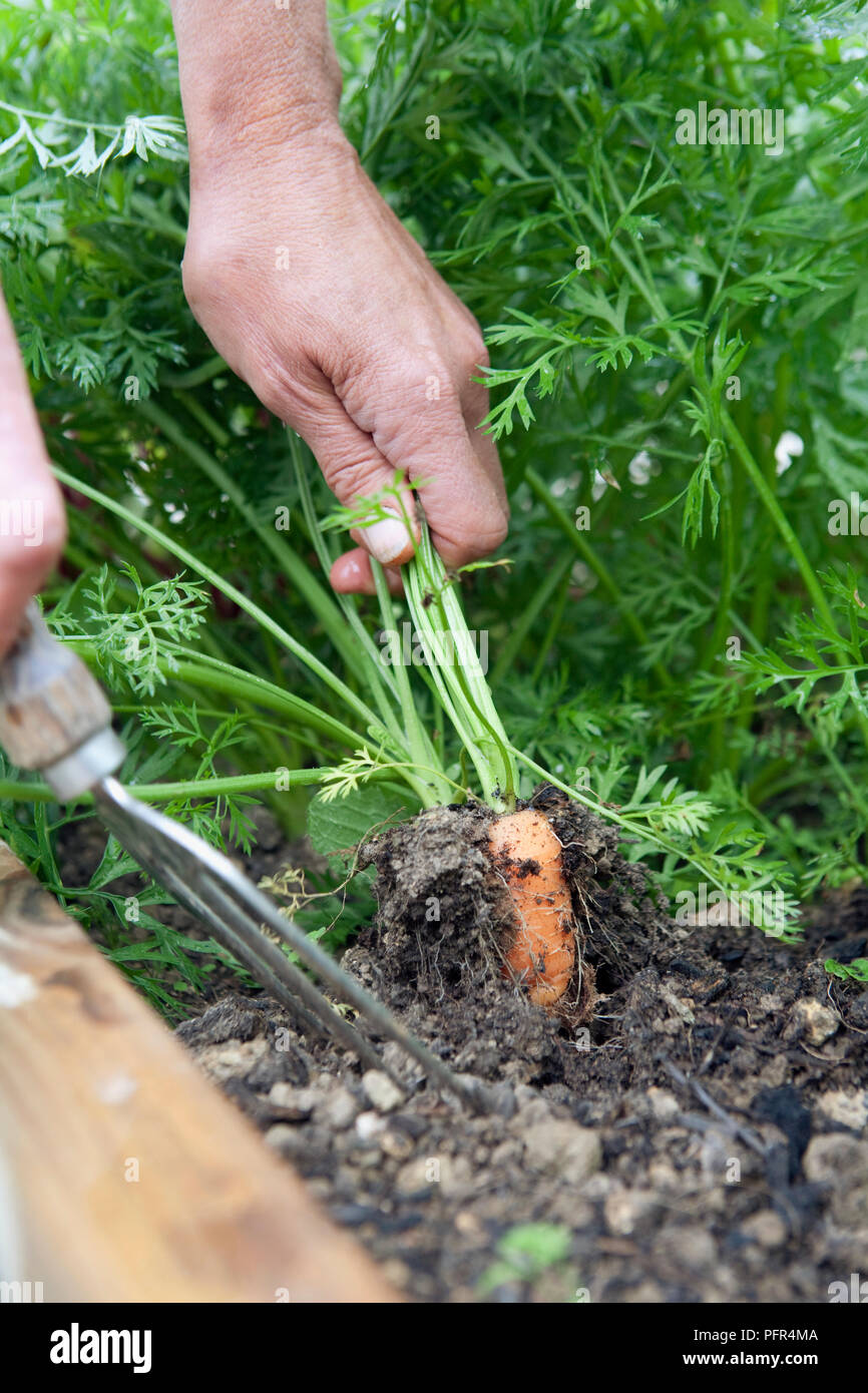 Harvesting carrots, Carrot 'Early Nantes', close-up Stock Photo - Alamy
