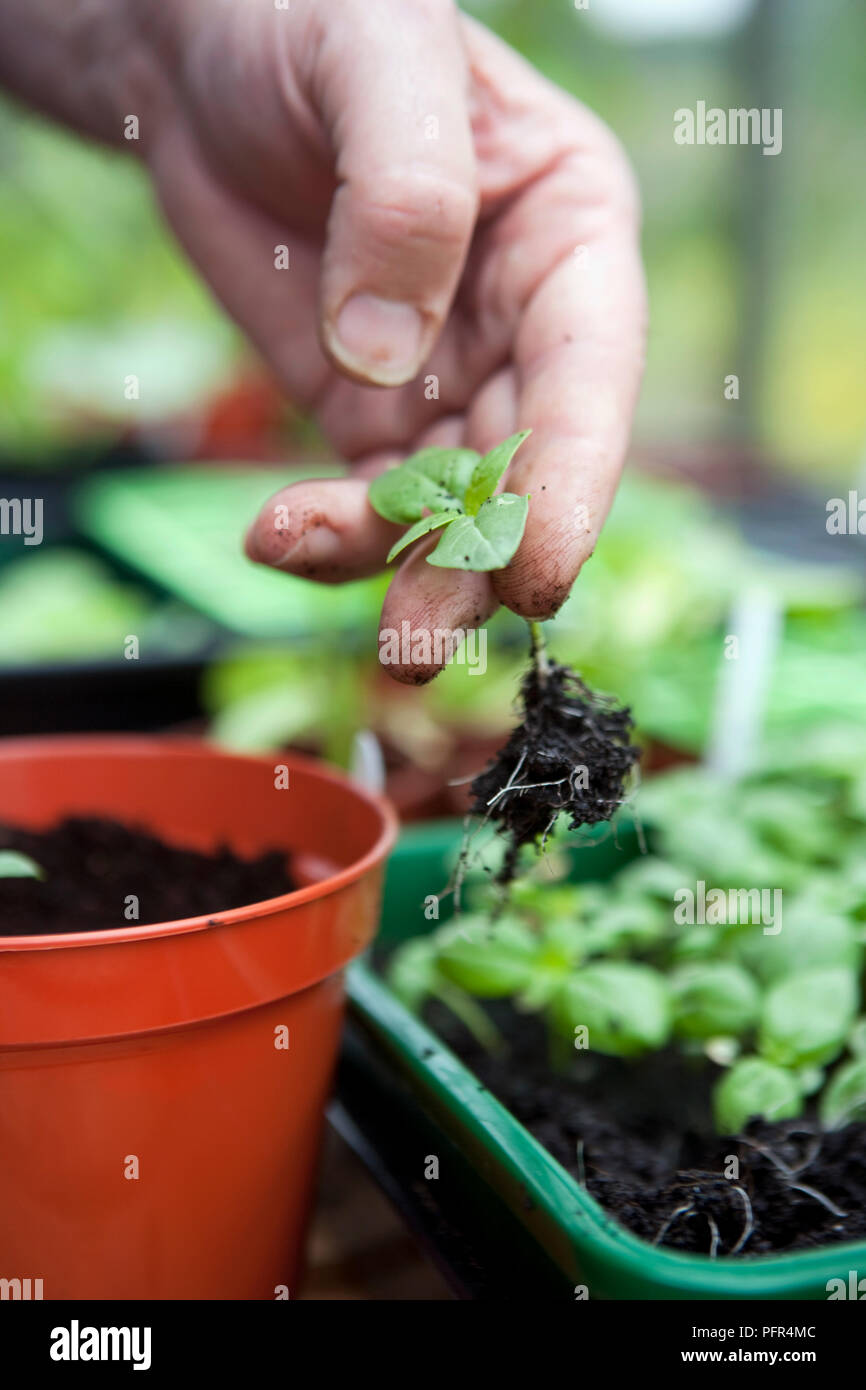 Pricking out basil seedling from seedling tray (Basil 'Sweet Genovese ...