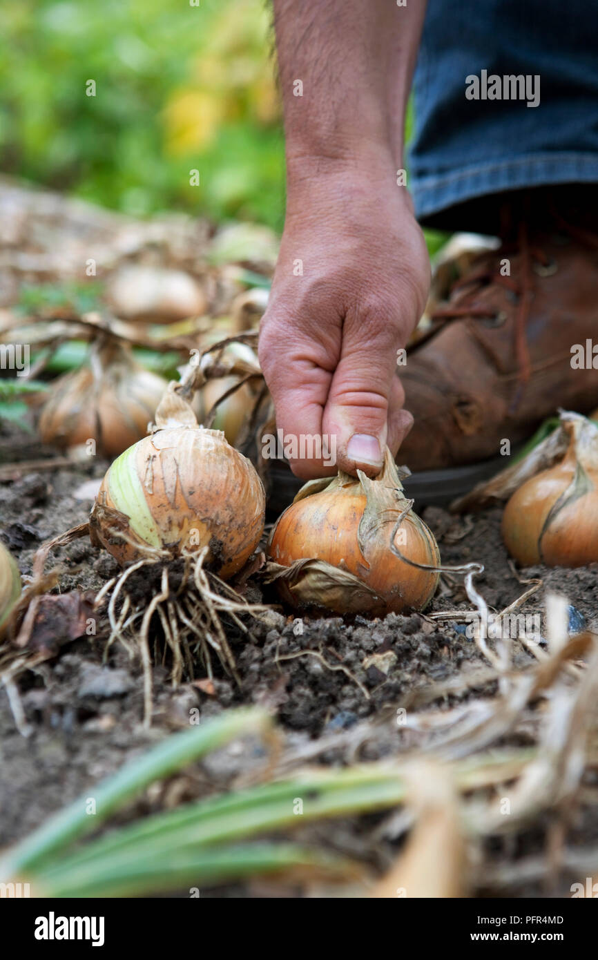 Hand picking onions hi-res stock photography and images - Alamy