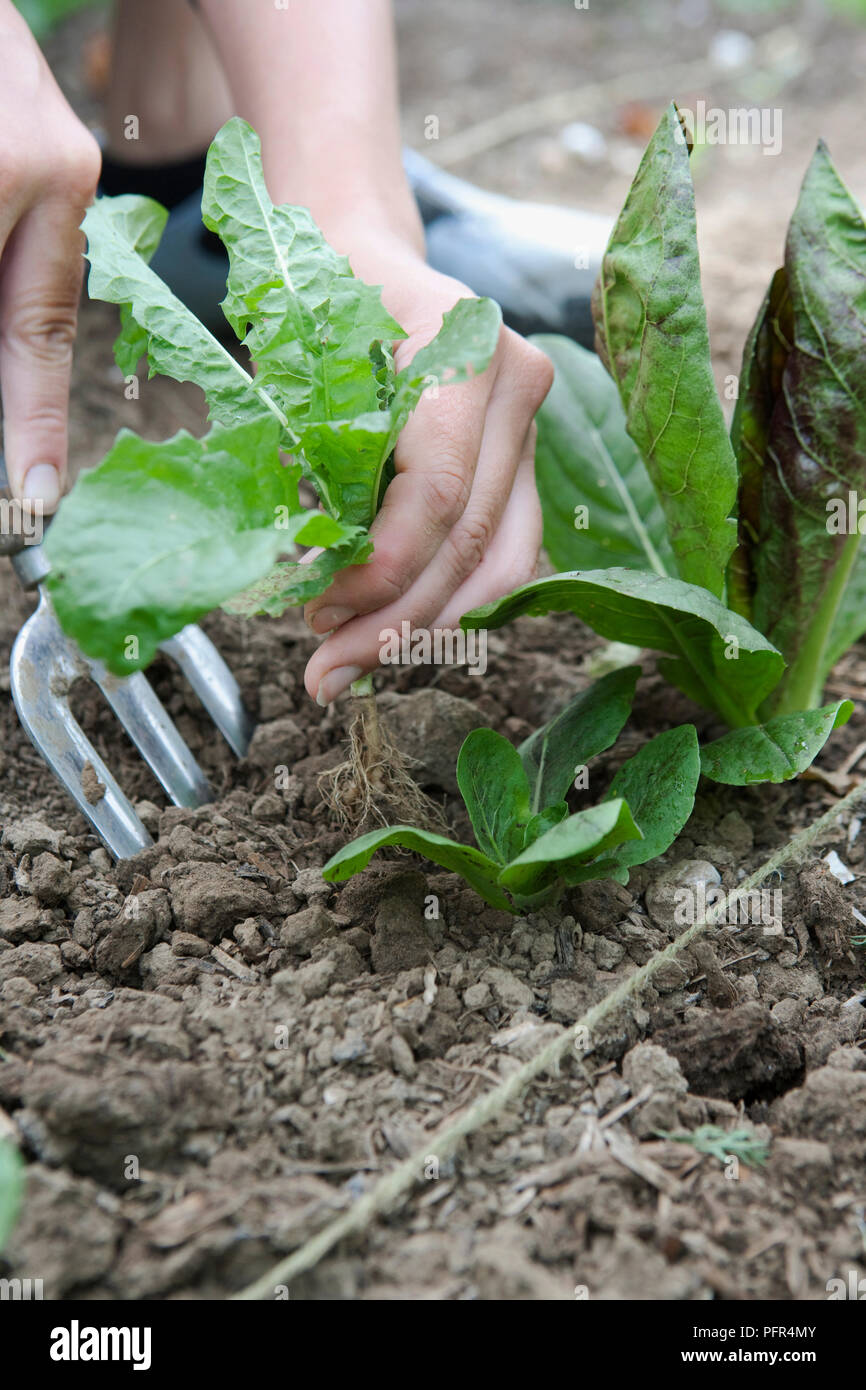 Weeding a dandelion with a hand fork out of the soil Stock Photo - Alamy