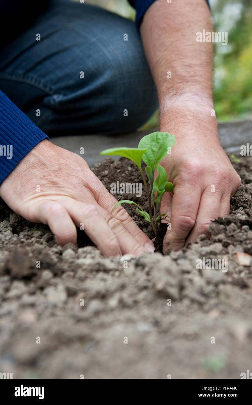 Planting a young plant in the ground, close-up Stock Photo - Alamy