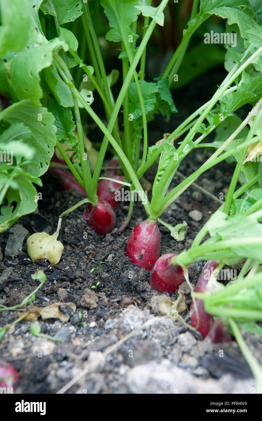 Radish french breakfast hi-res stock photography and images - Alamy
