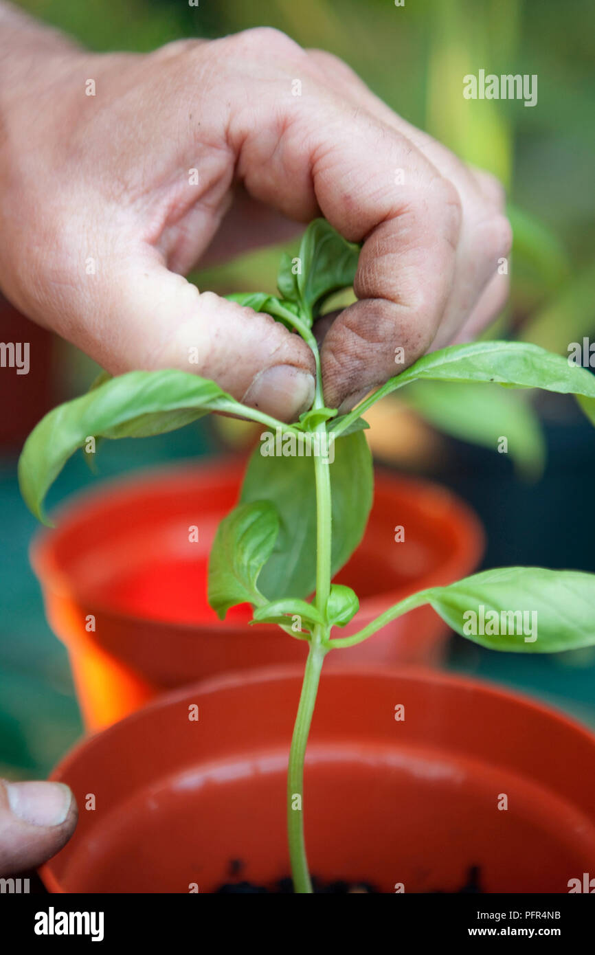 Using fingers to pinch off basil shoot, close-up Stock Photo - Alamy