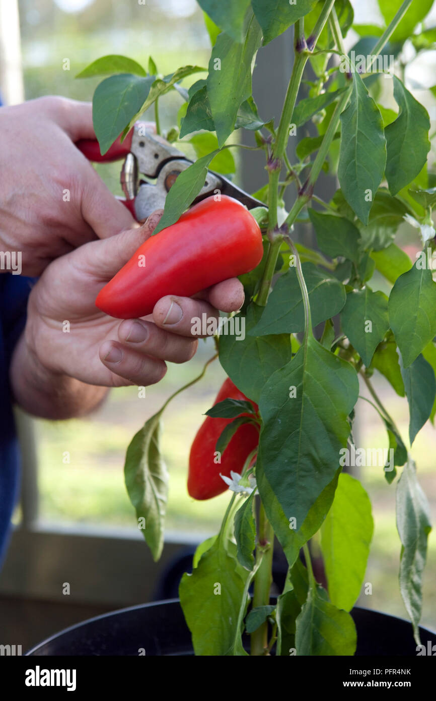 Hand picking ripe red chilli pepper from plant, close-up Stock Photo ...