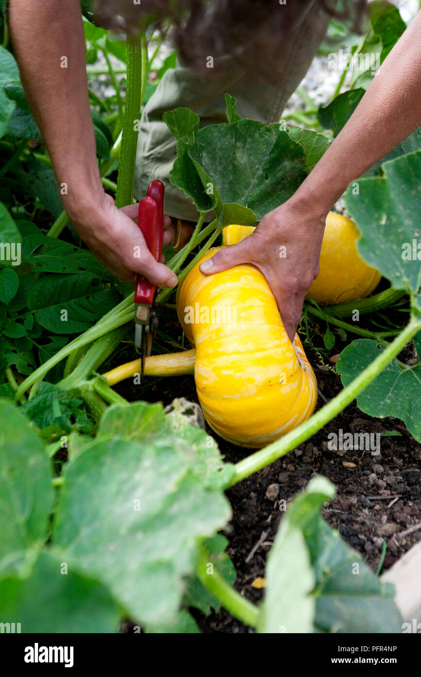 Harvesting yellow squash, close-up Stock Photo - Alamy