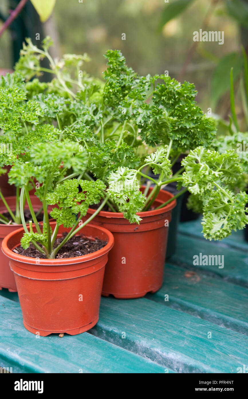 Potted parsley, close-up Stock Photo - Alamy