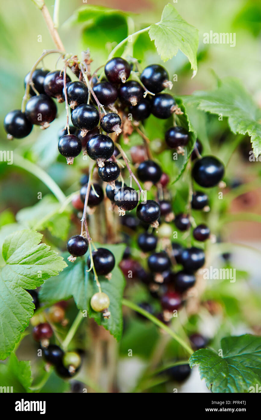 Black currant plant hi-res stock photography and images - Alamy