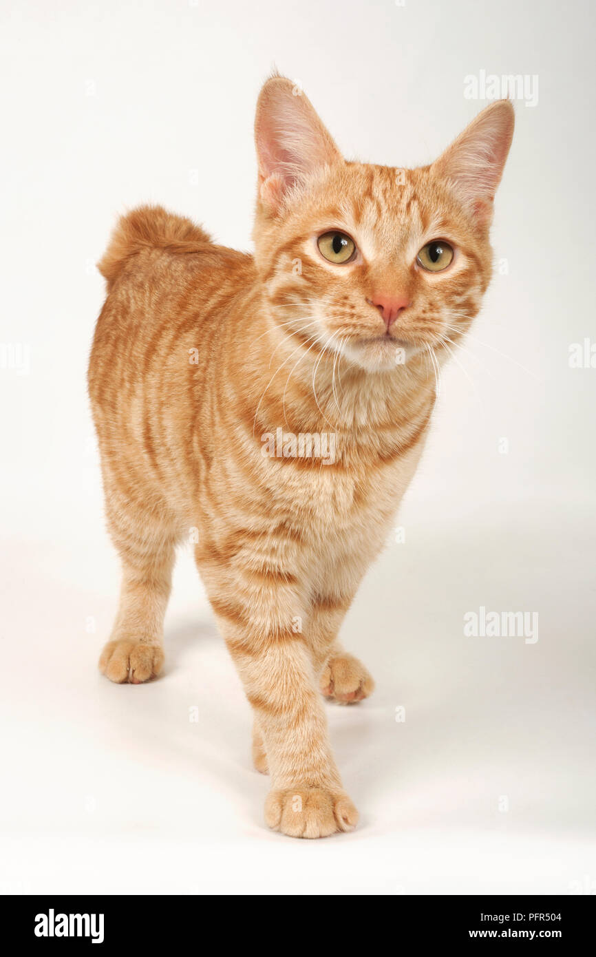Kurilian shorthair cat hi-res stock photography and images - Alamy