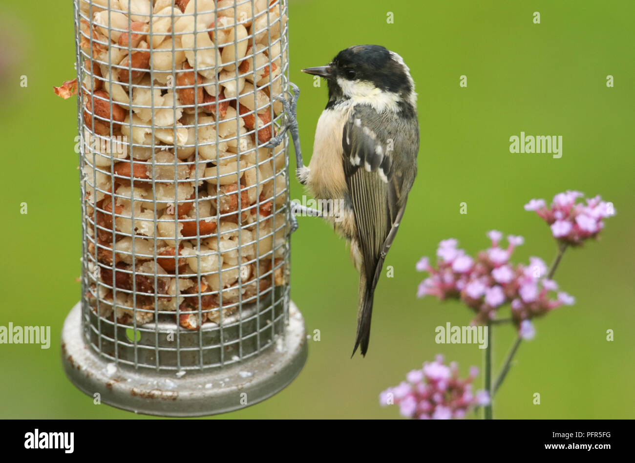 A pretty Coal Tit ( Periparus ater) feeding from a peanut feeder Stock ...