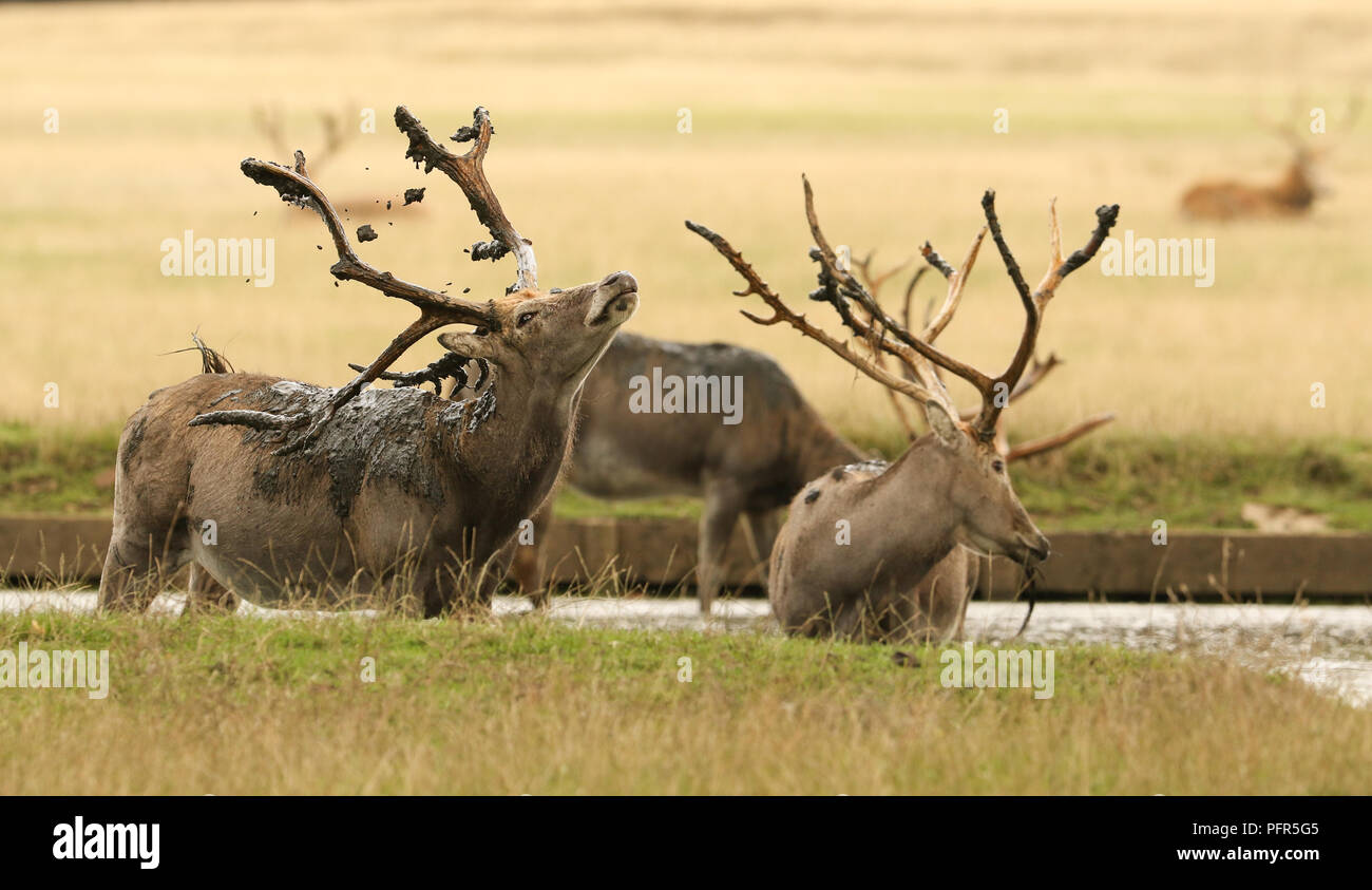 Grass grassland digging hi-res stock photography and images - Alamy