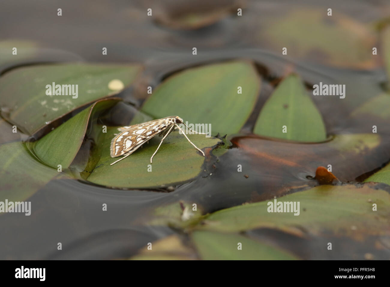 Small china mark moth hi-res stock photography and images - Alamy
