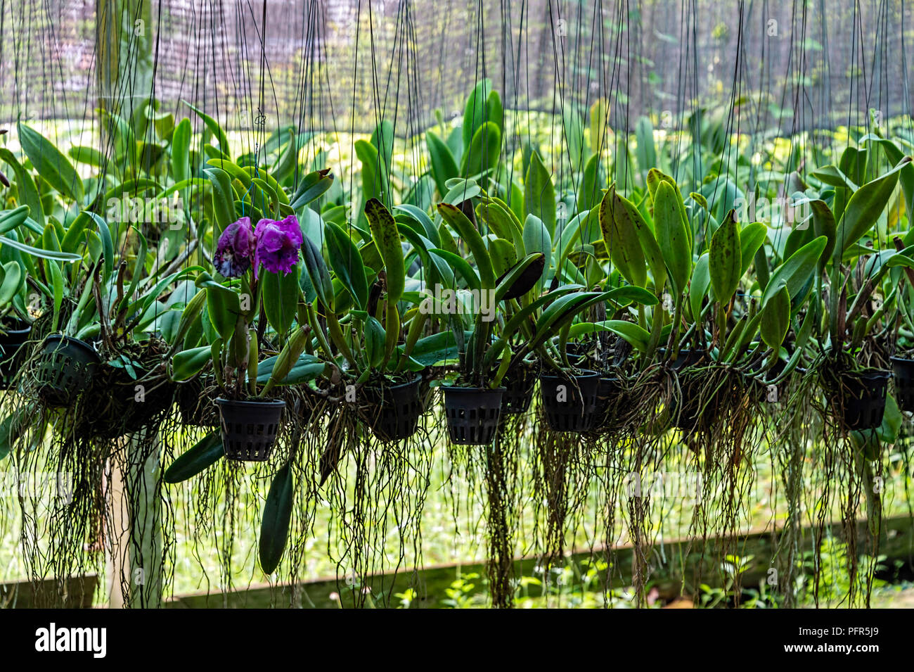 Orchids growing in pots Bangkok Thailand Stock Photo - Alamy