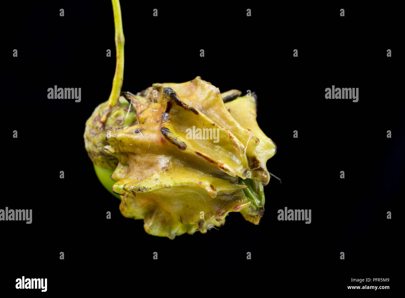 Tree gall hi-res stock photography and images - Alamy