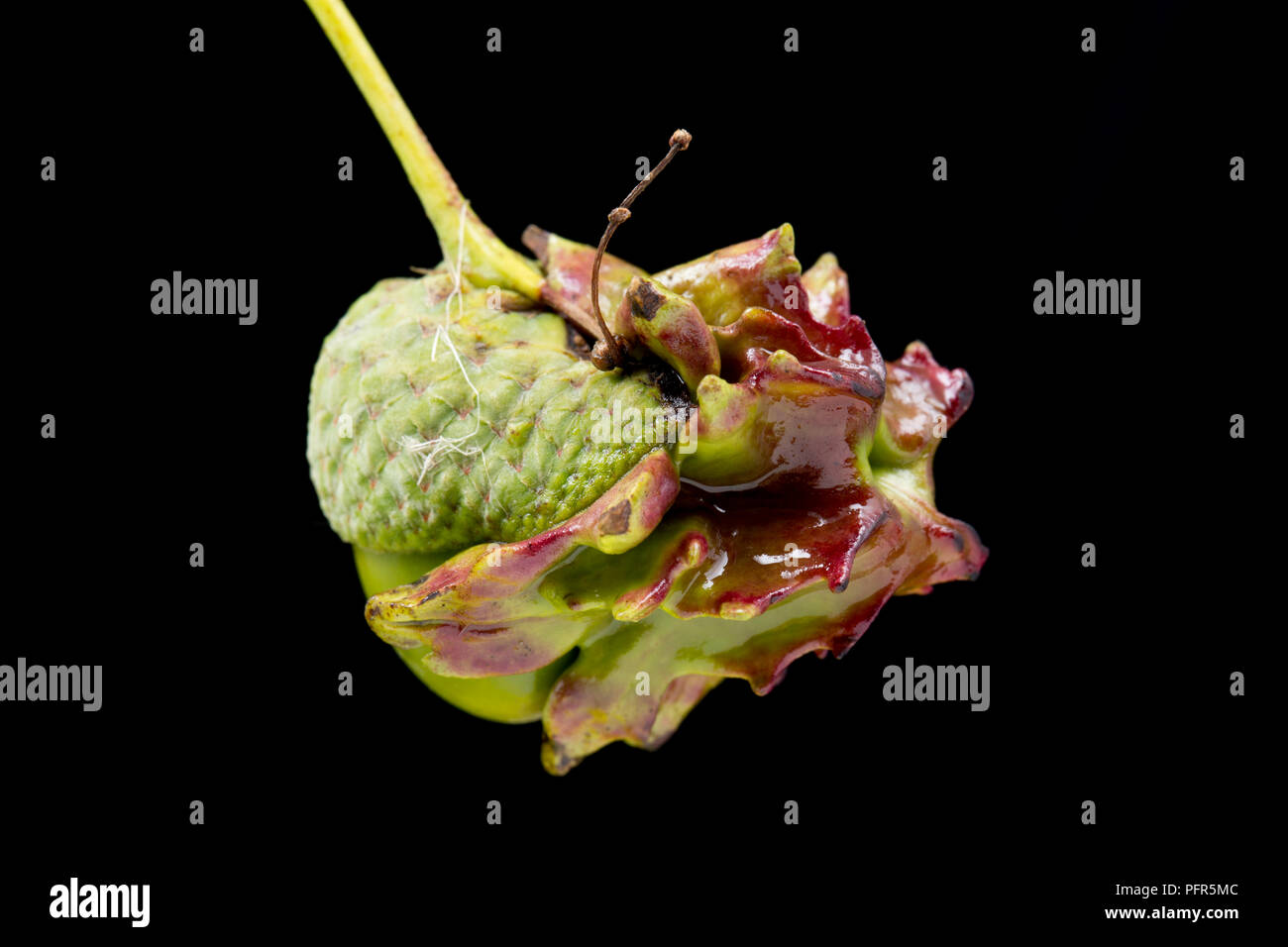 Tree gall hi-res stock photography and images - Alamy