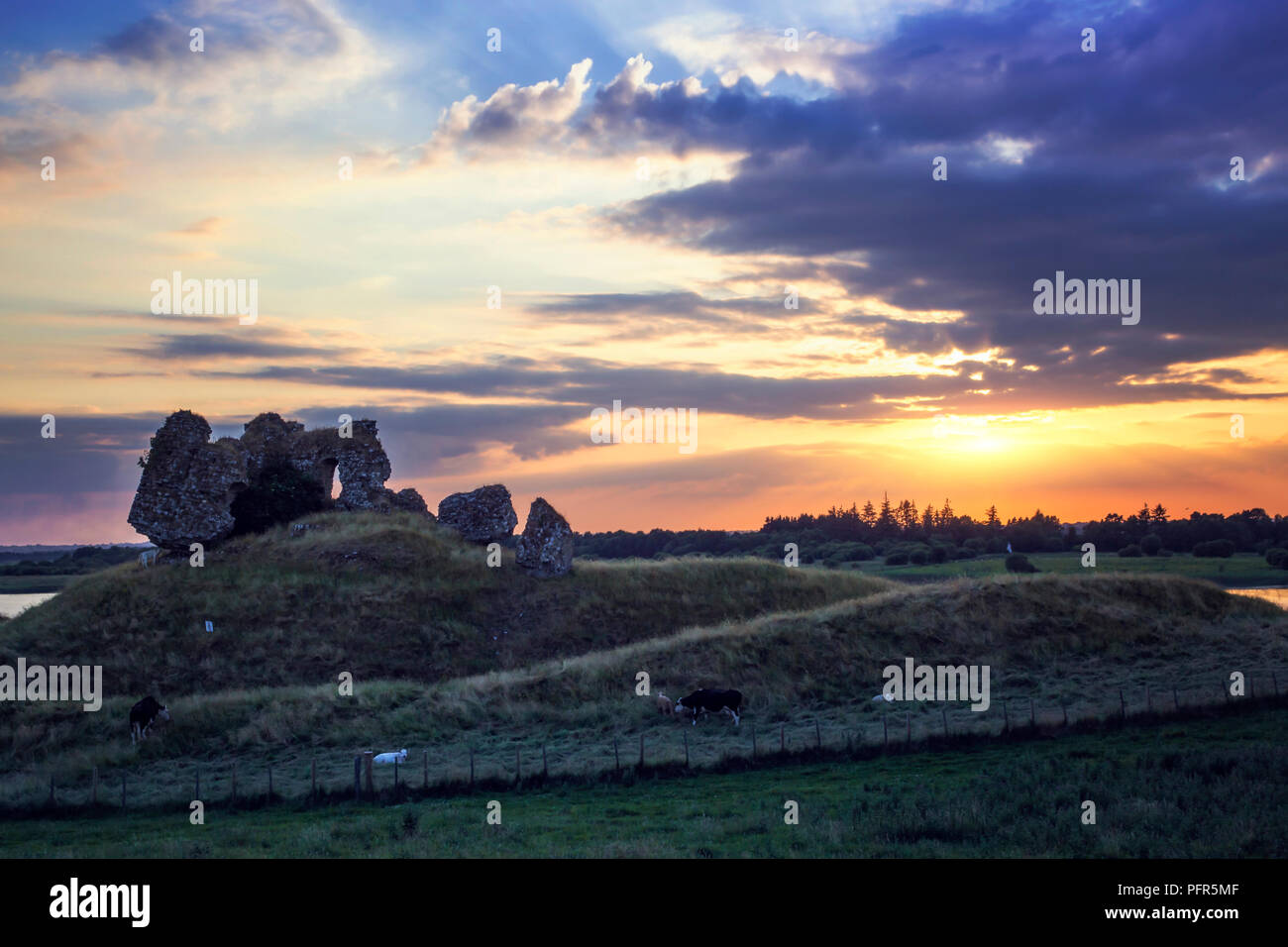 Clonmacnoise Castle Ruins and cattle. County Offaly. Ireland Stock ...