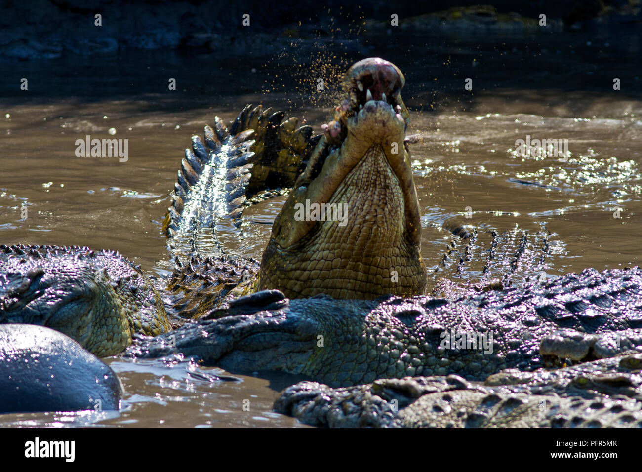 Large crocodiles feast from the remains of a dead hippo. Each huge ...