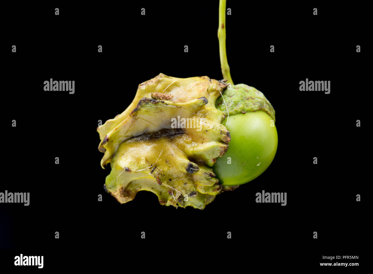 Tree gall hi-res stock photography and images - Alamy