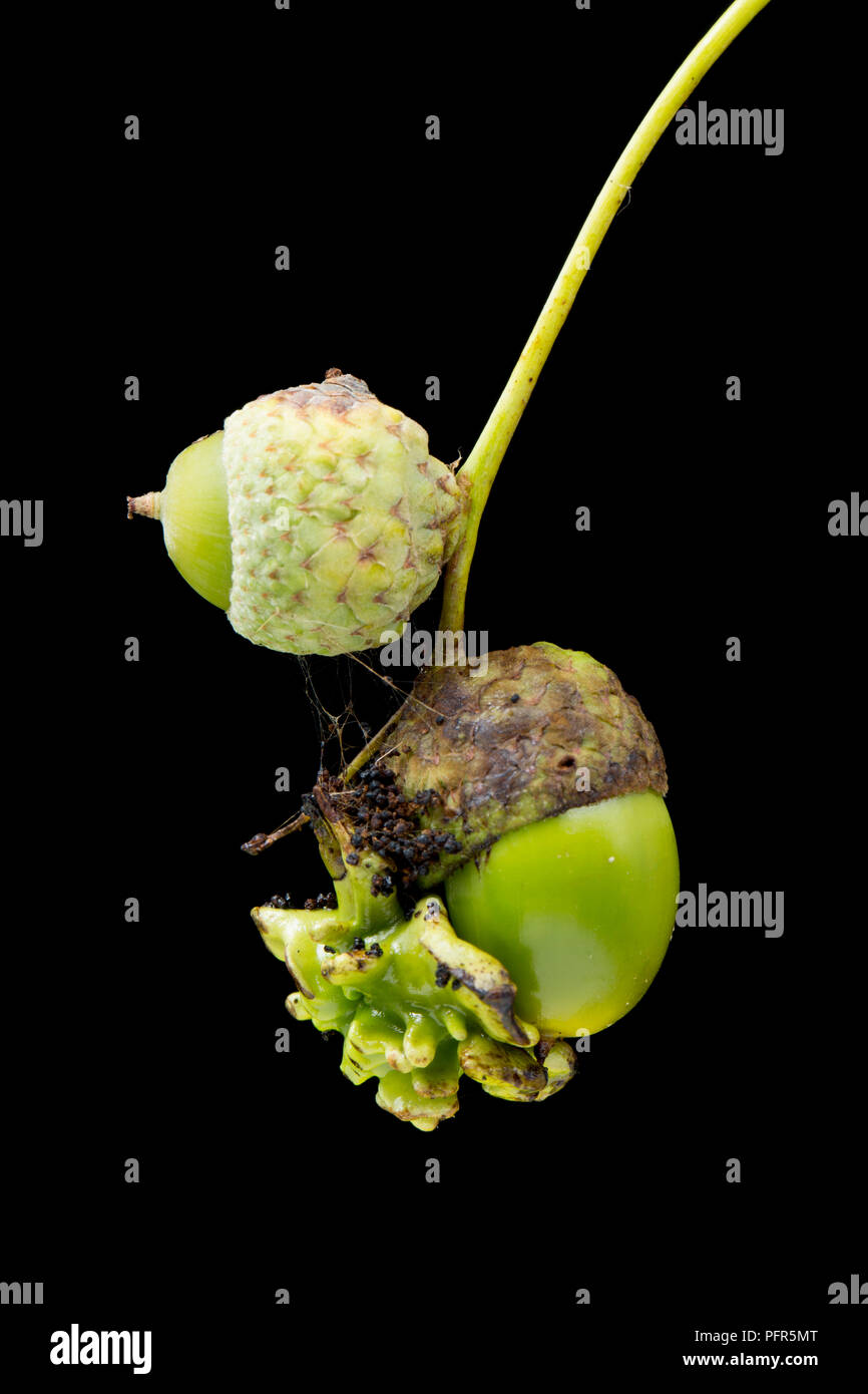 An oak knopper gall, Andricus quercuscalicis, growing on the side of an ...