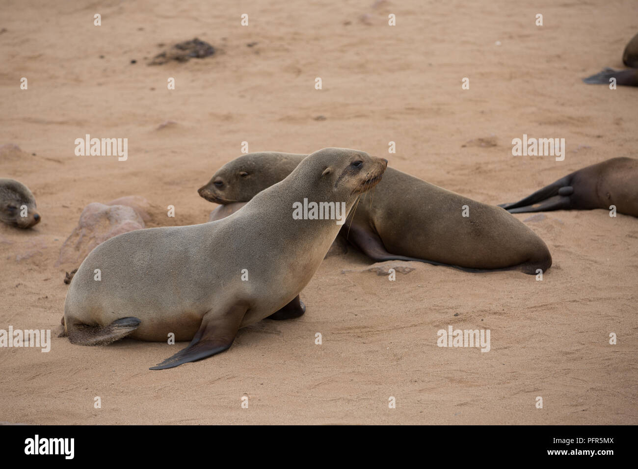 a large group of seals is sitting on a beach and love to swim from time ...