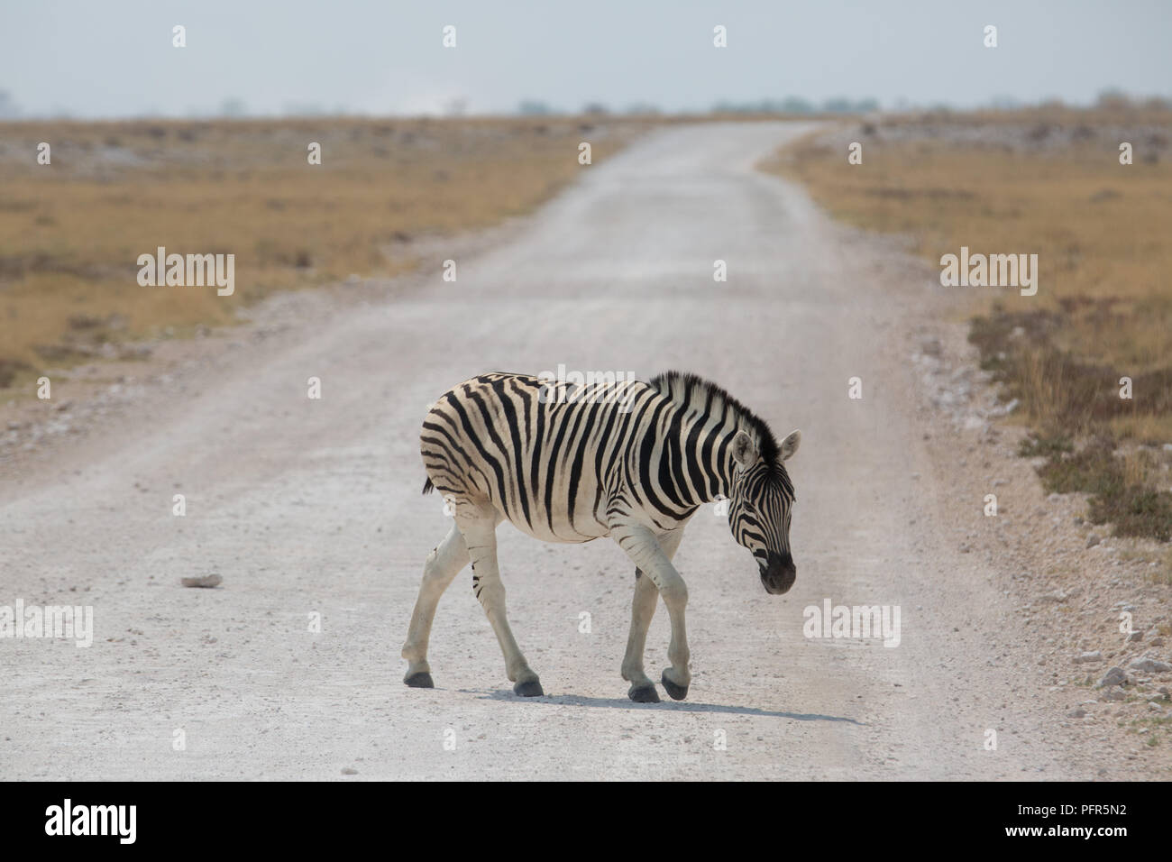 Zebra walking in field hi-res stock photography and images - Alamy