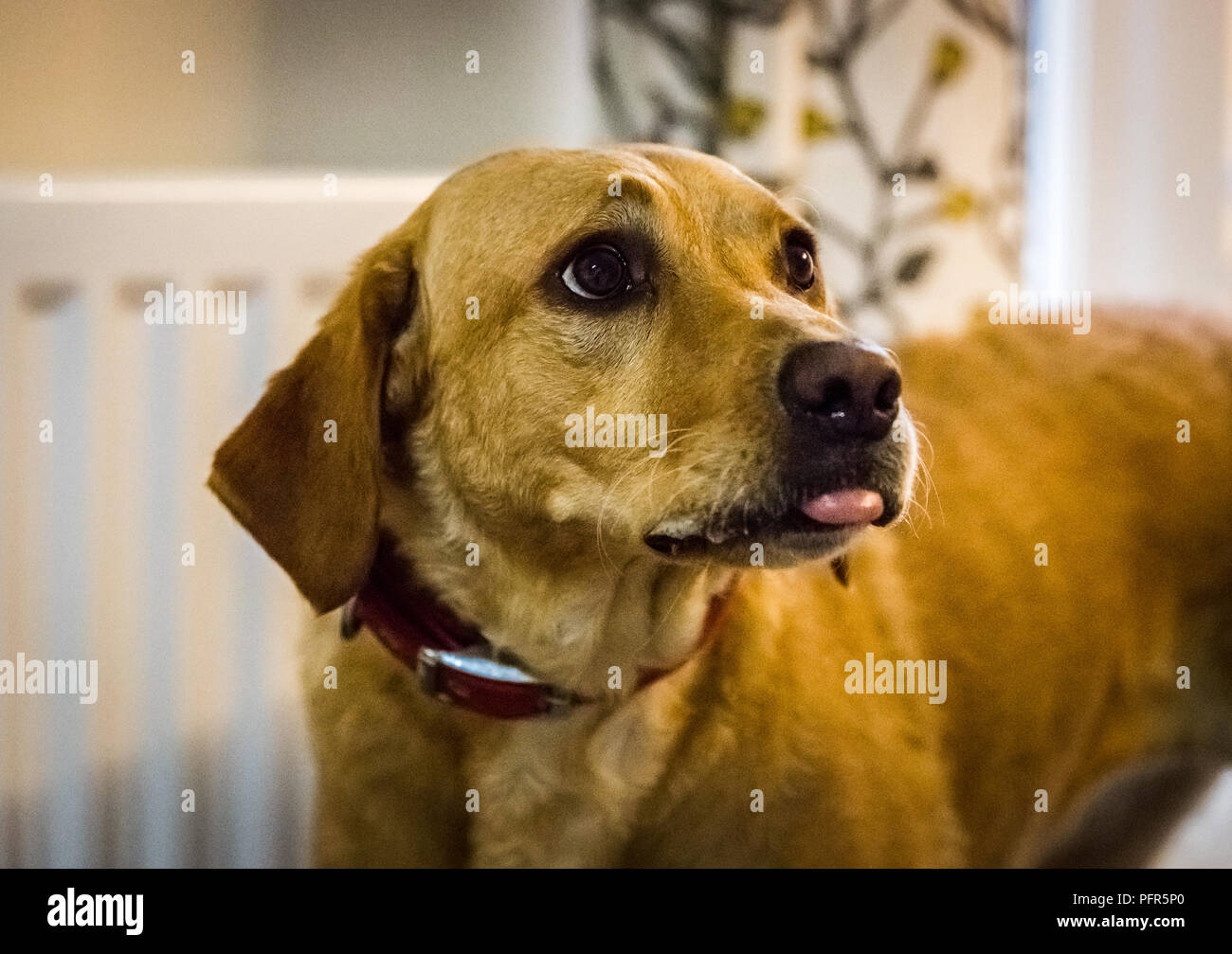 Labrador Puppy playing in the Garden Stock Photo - Alamy