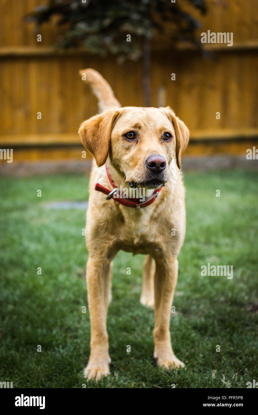 Labrador Puppy playing in the Garden Stock Photo - Alamy