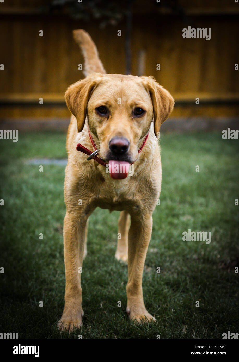 Labrador Puppy playing in the Garden Stock Photo - Alamy